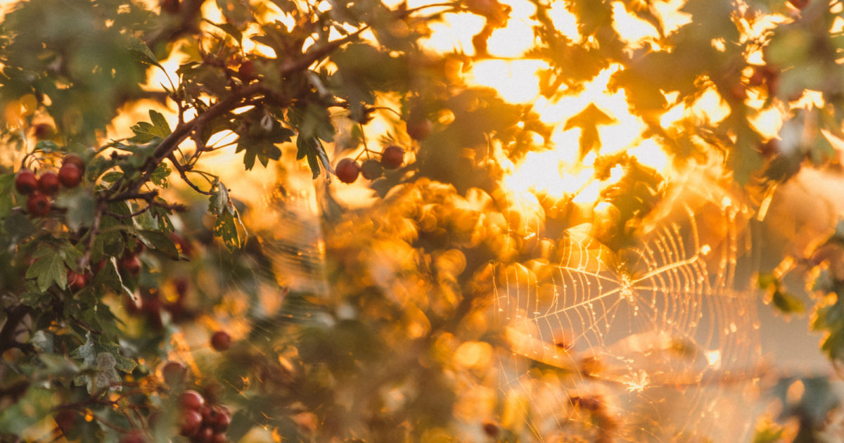 September to November: The Micro Seasons of… | Elmley Nature Reserve