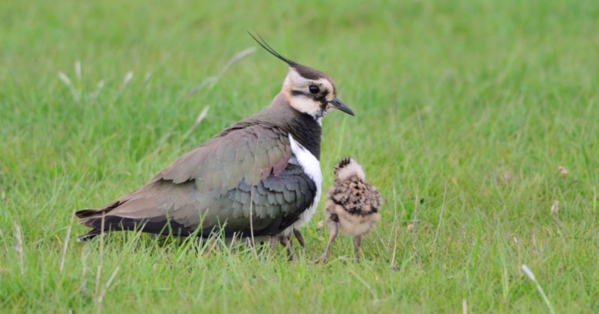 Breeding Season for Waders at Elmley | Elmley Nature Reserve